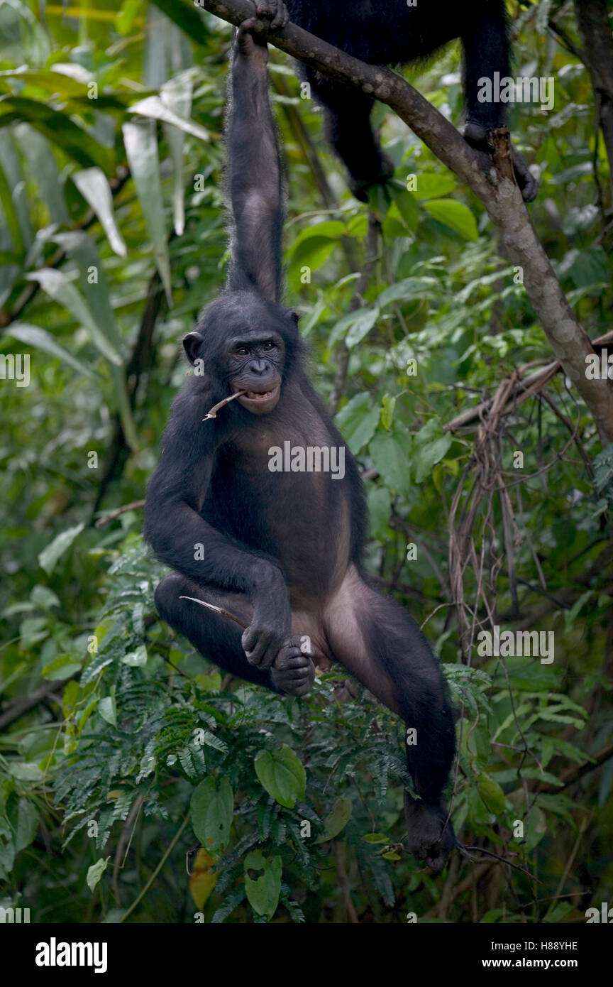 Bonobo (Pan Paniscus) Jugendliche Waise hängen vom Zweig, Heiligtum ...