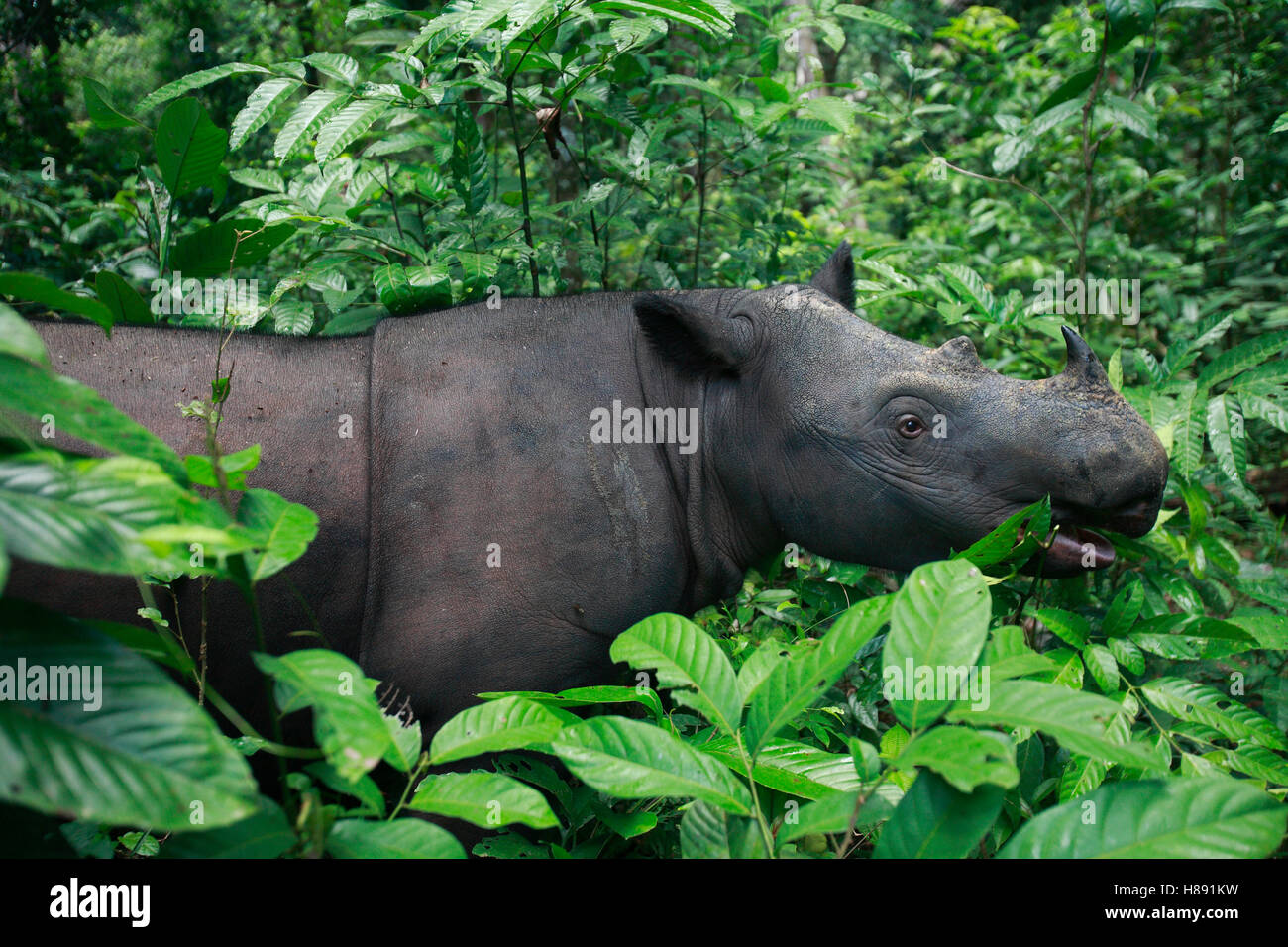 Sumatra Nashorn (Dicerorhinus Sumatrensis) weiblich, Sumatran Rhino Sanctuary Weg Missions ...