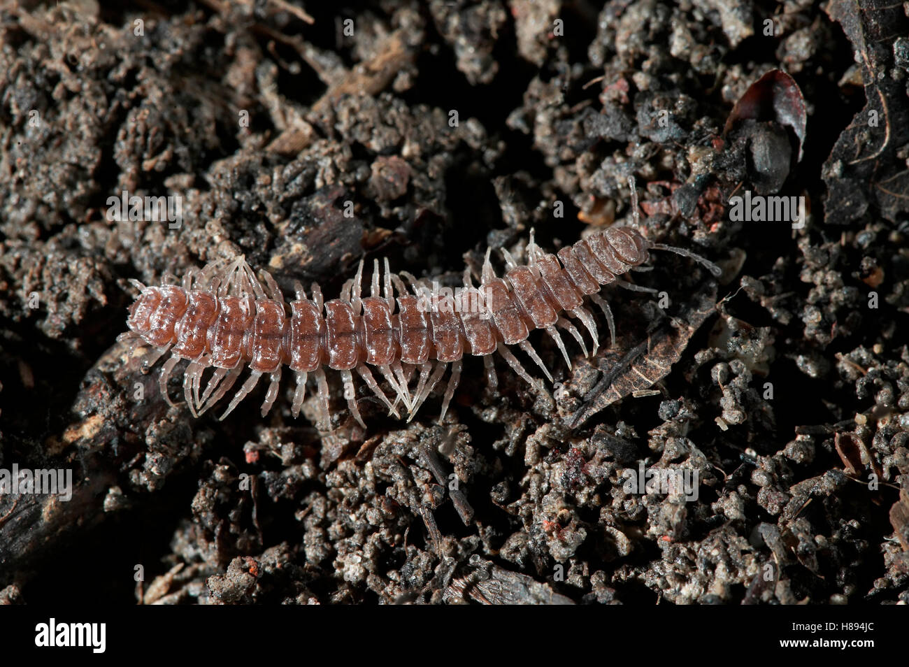 Polydesmus complanatus Stockfotos und -bilder Kaufen - Alamy