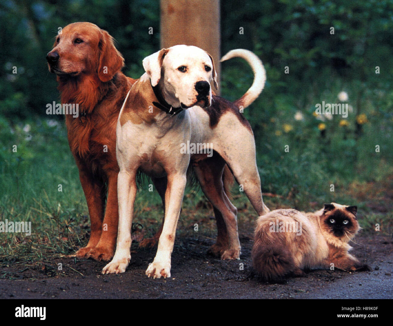 Tierisches trio -Fotos und -Bildmaterial in hoher Auflösung – Alamy