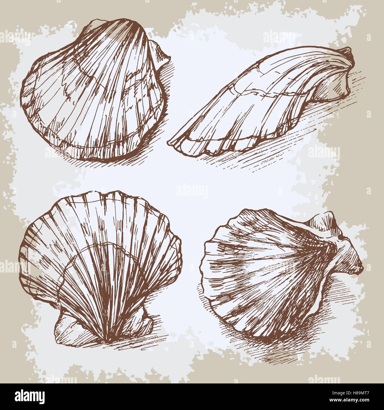 Muscheln die hand gezeichnete Vektor Grafik Vintage Ätzen, Skizze, Unterwasser künstlerische ...