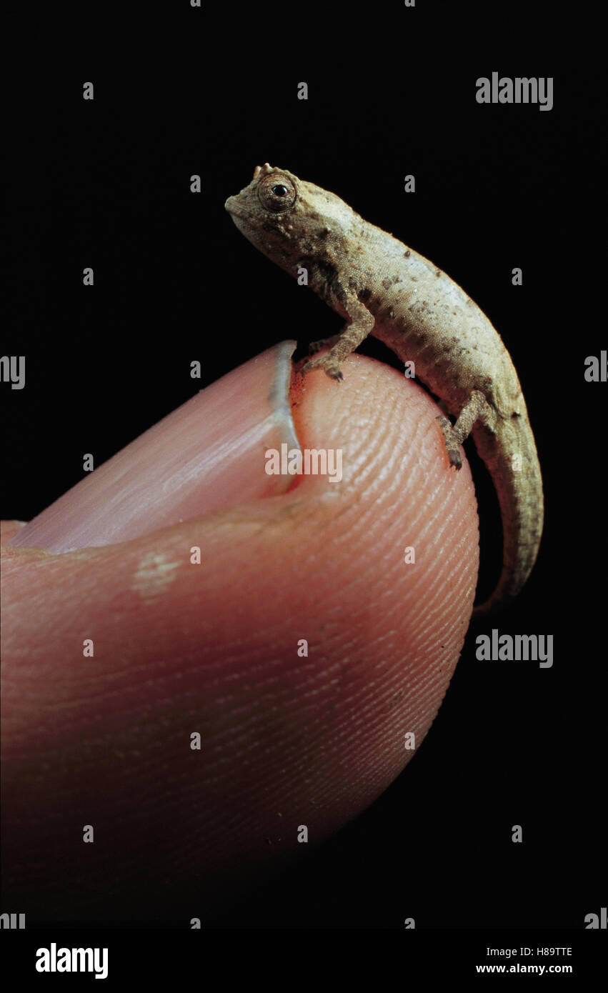 Neugierige werden Pygmäen Blatt Chamäleon (Brookesia Minima) weltweit ...