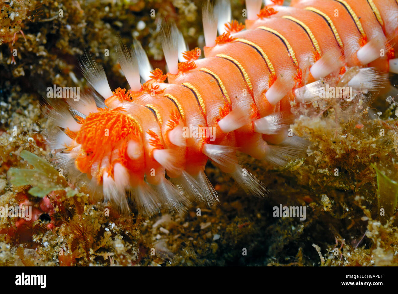 Marine Fireworm (Hermodice Carunculata) zeigt giftige weiße Borsten ...