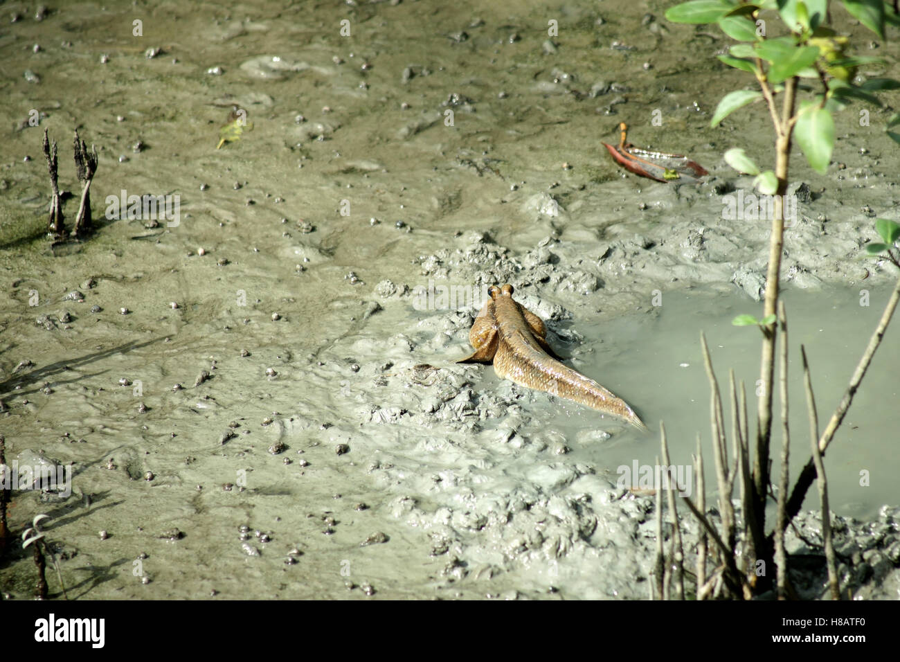 Fisch im schlamm -Fotos und -Bildmaterial in hoher Auflösung – Alamy