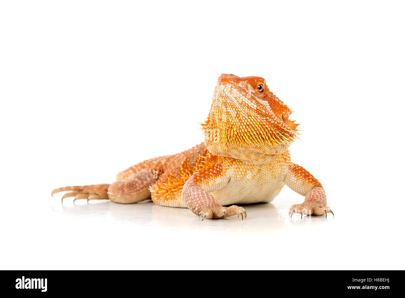 Reptilian scale -Fotos und -Bildmaterial in hoher Auflösung – Alamy