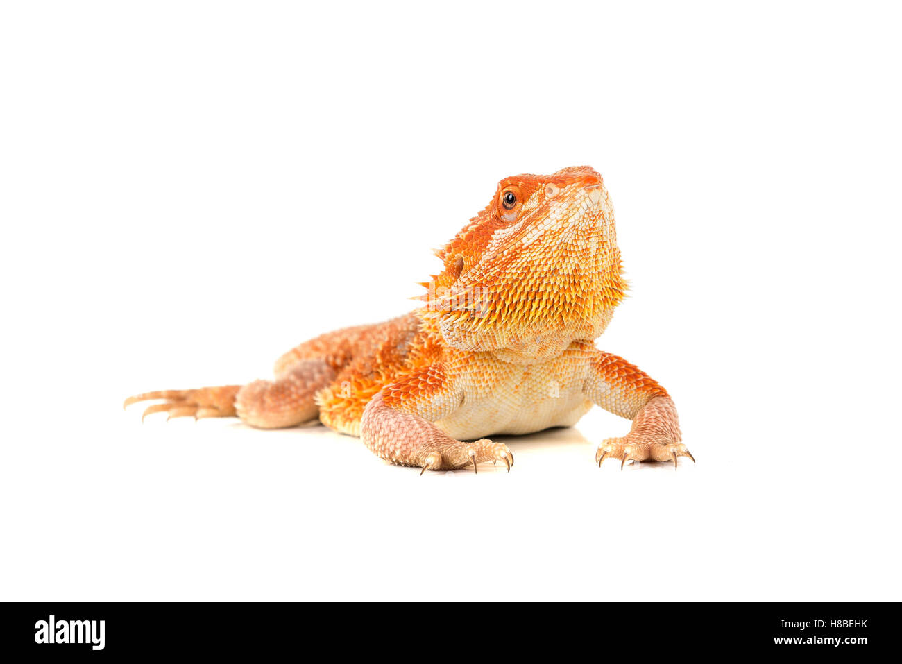 Reptilien reptilien -Fotos und -Bildmaterial in hoher Auflösung – Alamy