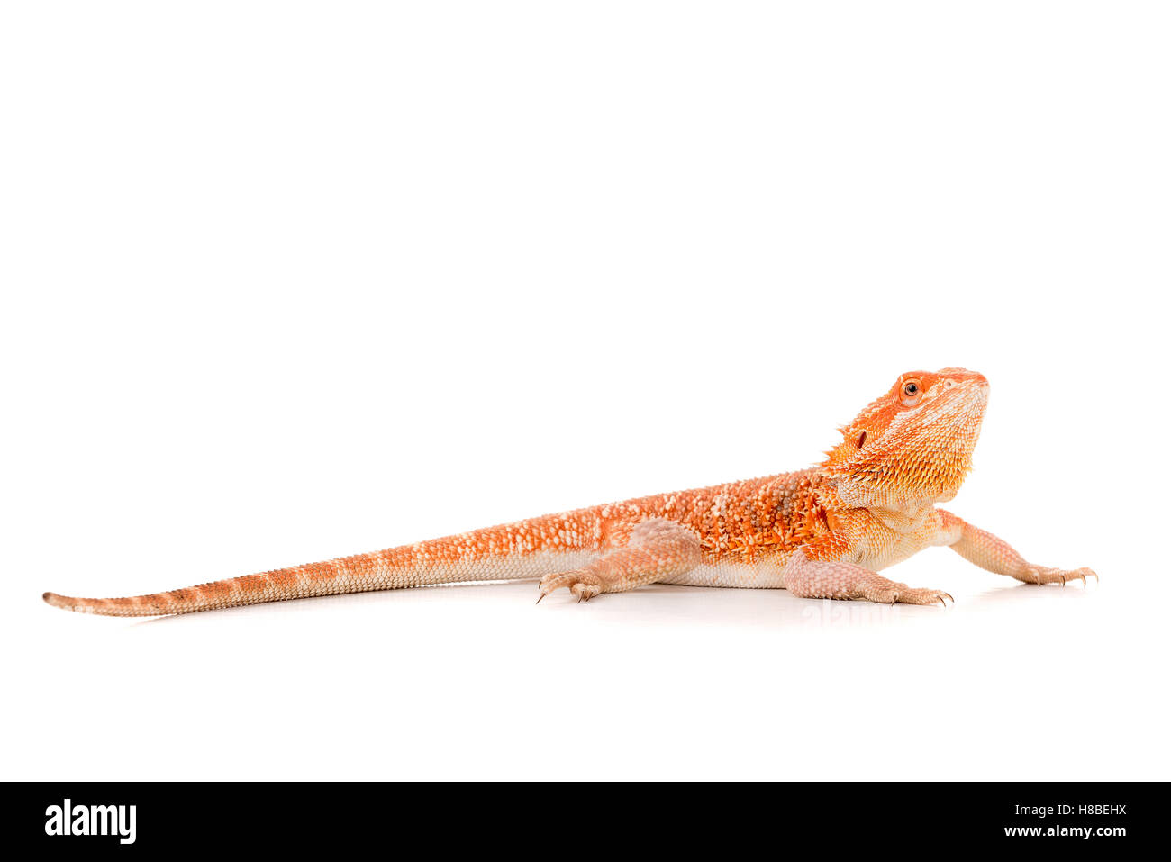 Saurier terrarium -Fotos und -Bildmaterial in hoher Auflösung – Alamy