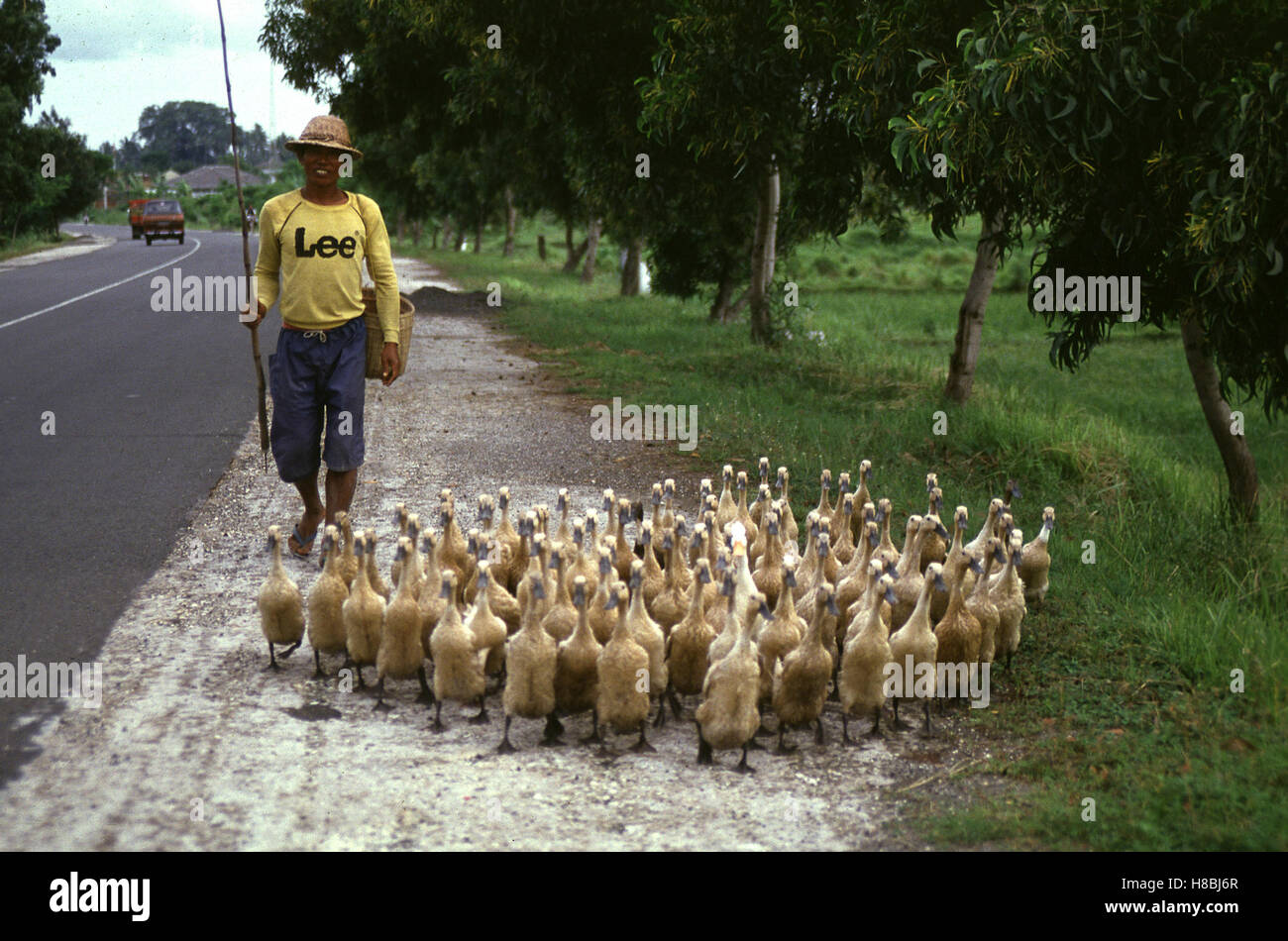Enten-Hirt Auf Bali, Indonesien. Schlüssel: Tier, Tiere, Ente, Schär ...