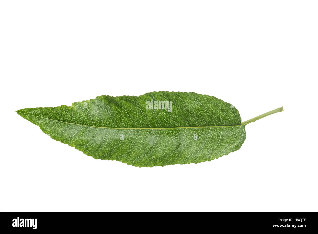 Mandel amara -Fotos und -Bildmaterial in hoher Auflösung – Alamy