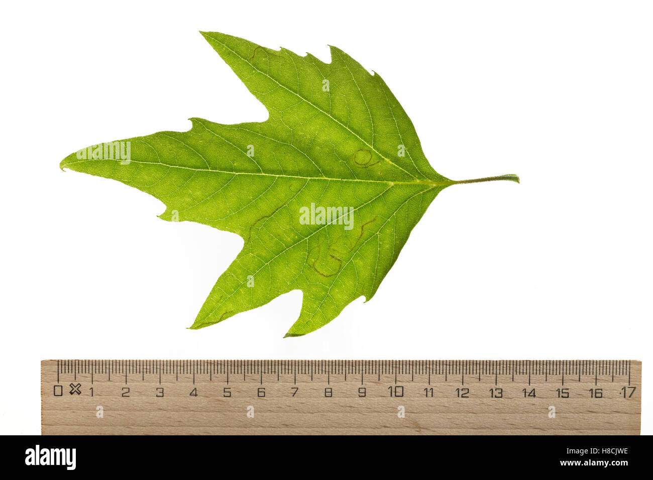 Platane dorient -Fotos und -Bildmaterial in hoher Auflösung – Alamy