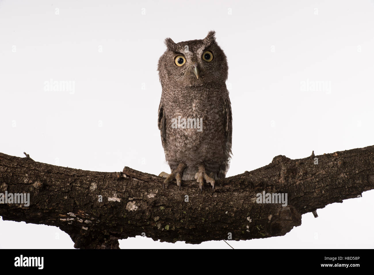 Die tamaulipas zwergeule -Fotos und -Bildmaterial in hoher Auflösung ...