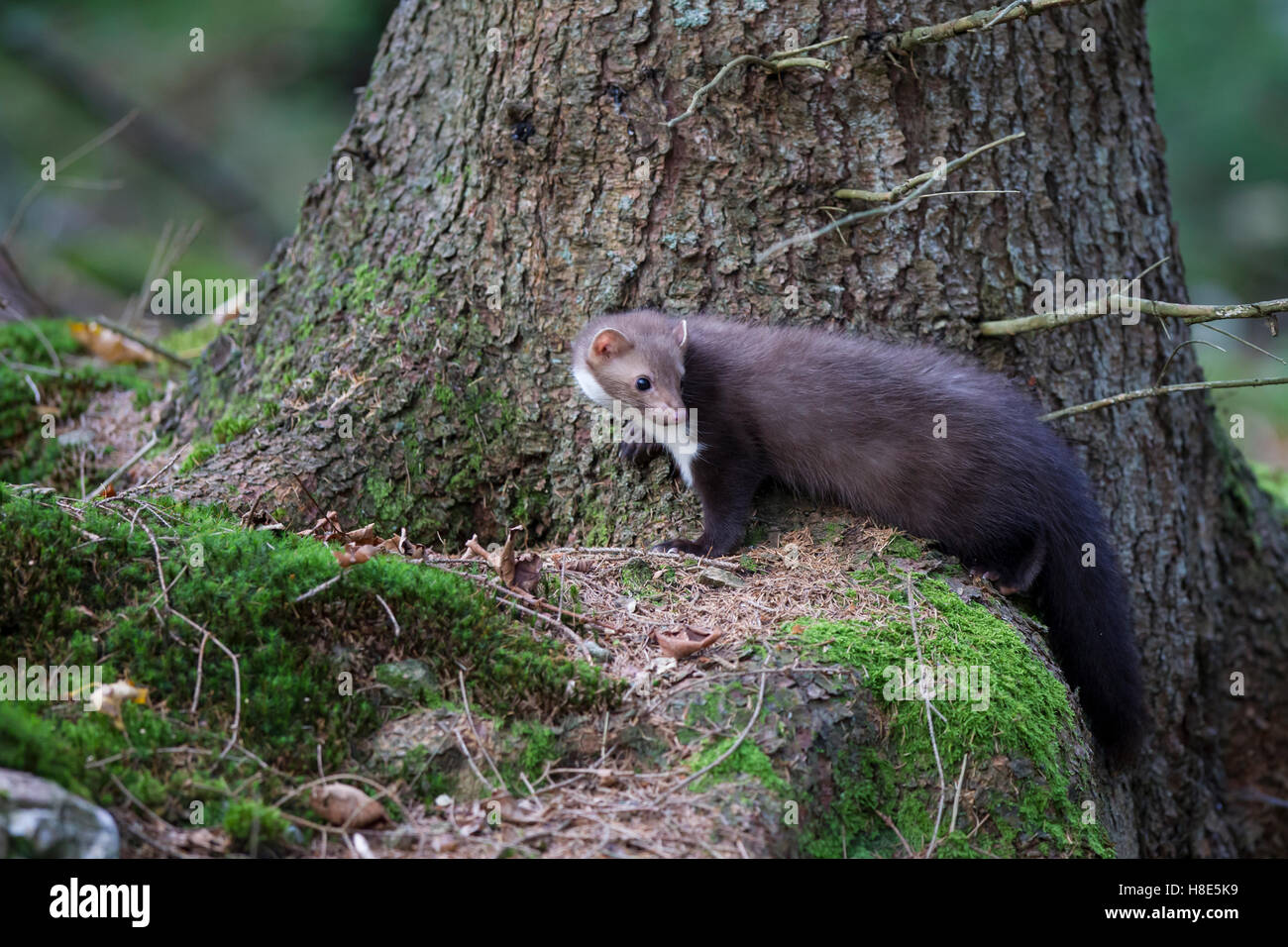 Steinmarder Martes Foina, weiße breasted Marder Stockfotografie - Alamy