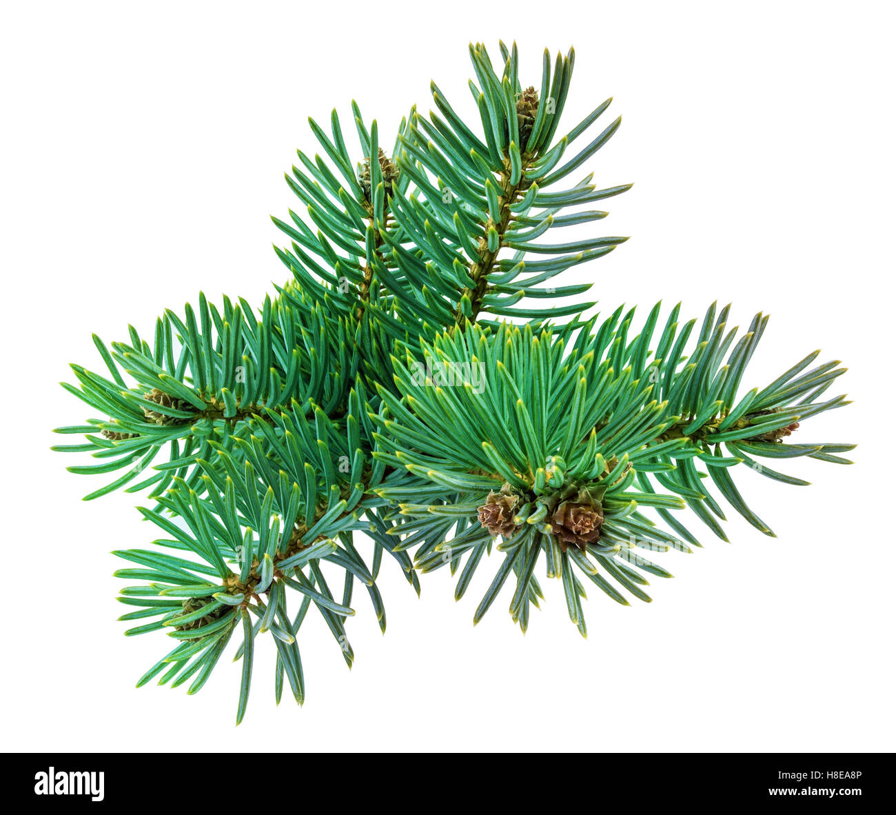 Tanne Freigestellt Scheit Stockfotos und -bilder Kaufen - Alamy