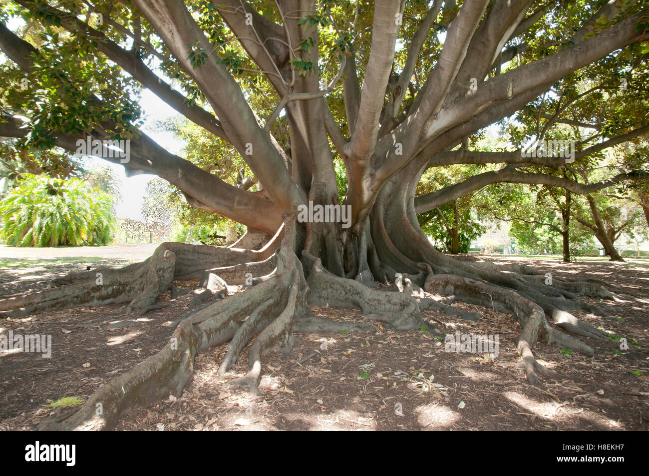 Moreton bay fig tree roots -Fotos und -Bildmaterial in hoher Auflösung ...