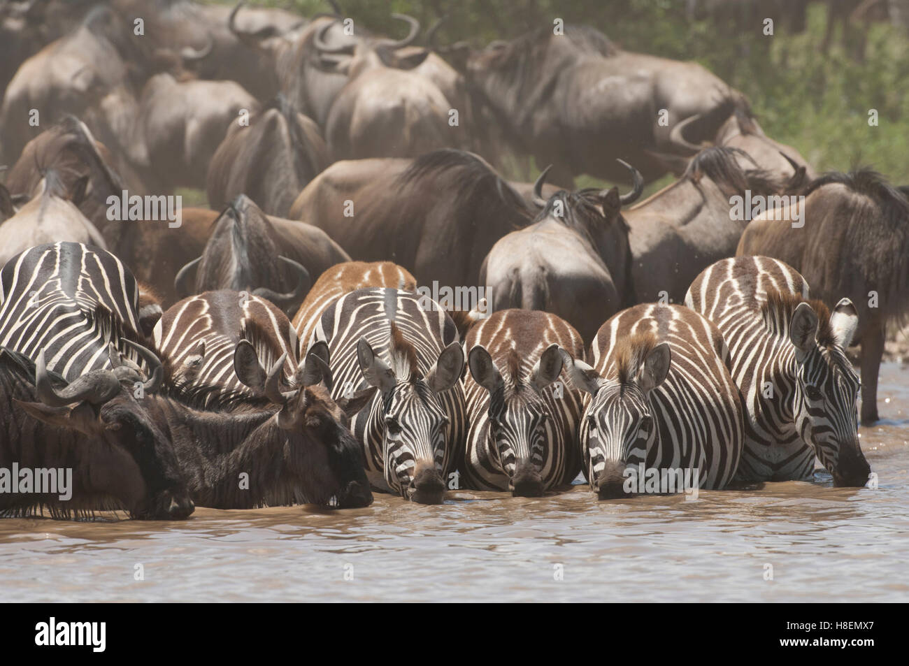 Völkerwanderung (Equus Quagga) Zebras und Gnus (Connochaetes sp ...