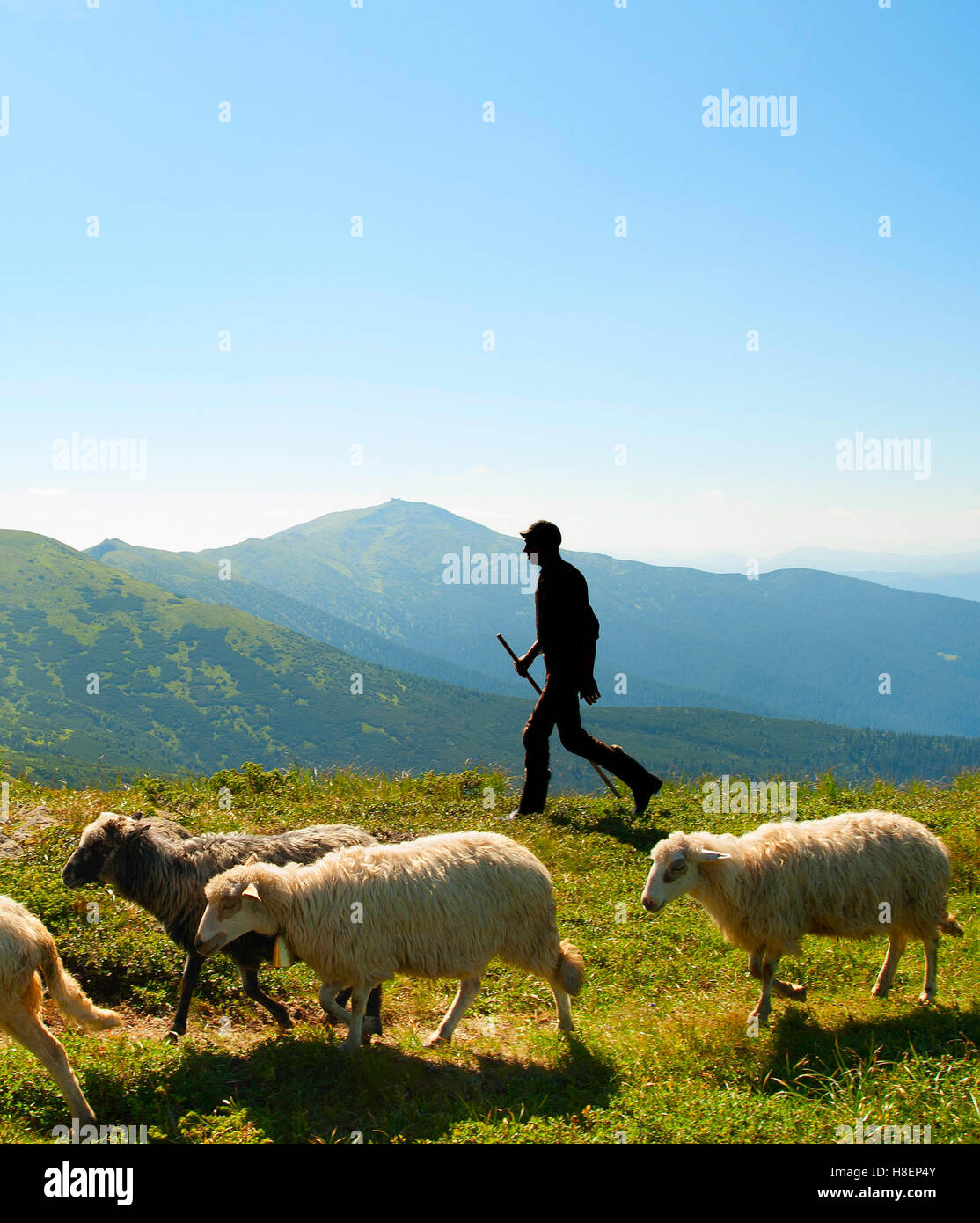 Hirte silhouette schafe -Fotos und -Bildmaterial in hoher Auflösung – Alamy