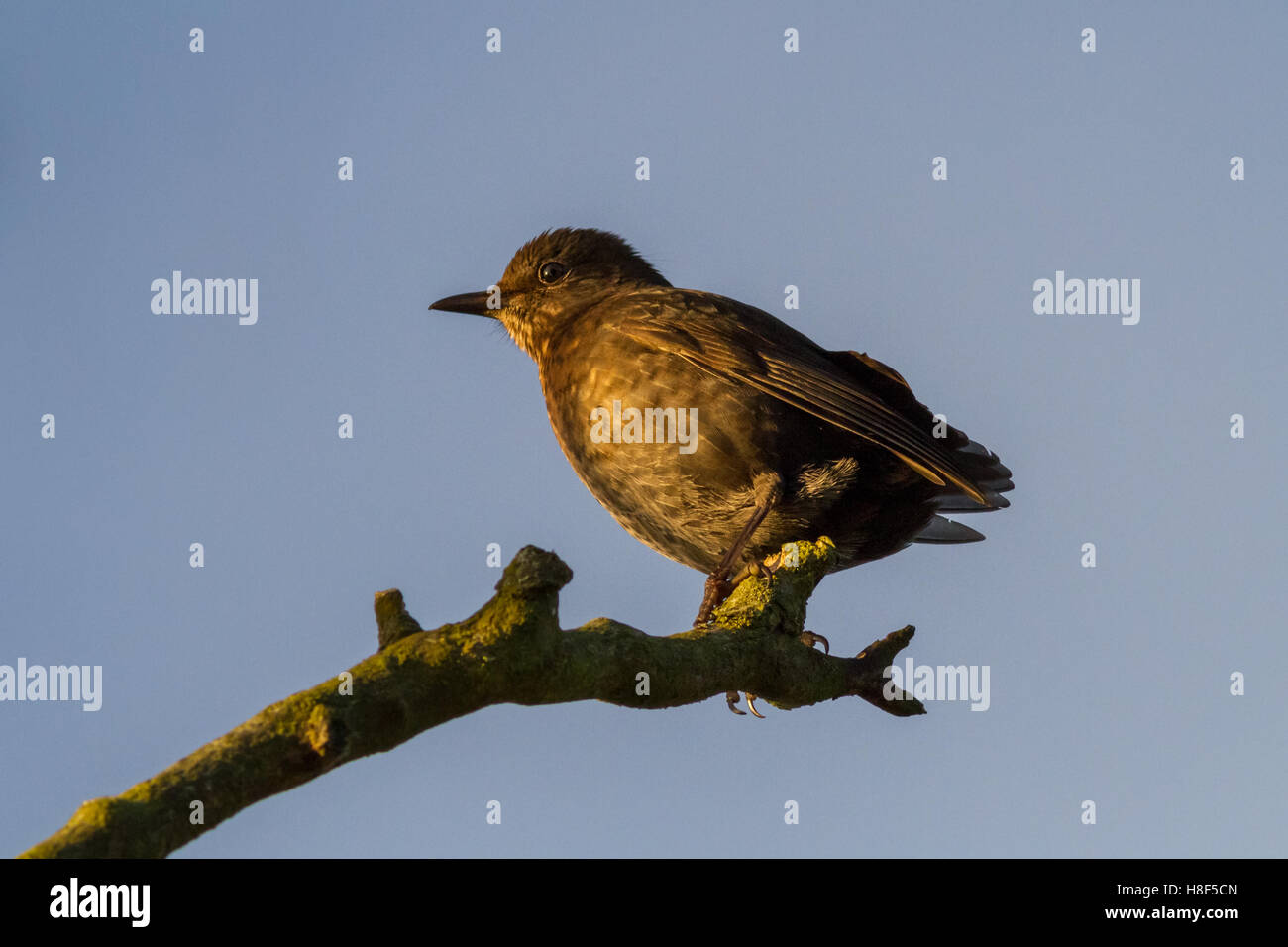 Baby amseln -Fotos und -Bildmaterial in hoher Auflösung – Alamy