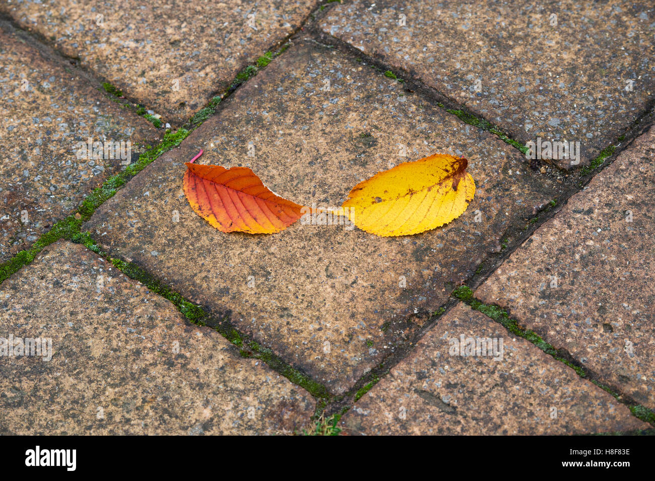 Prunus sargentii columnaris -Fotos und -Bildmaterial in hoher Auflösung ...