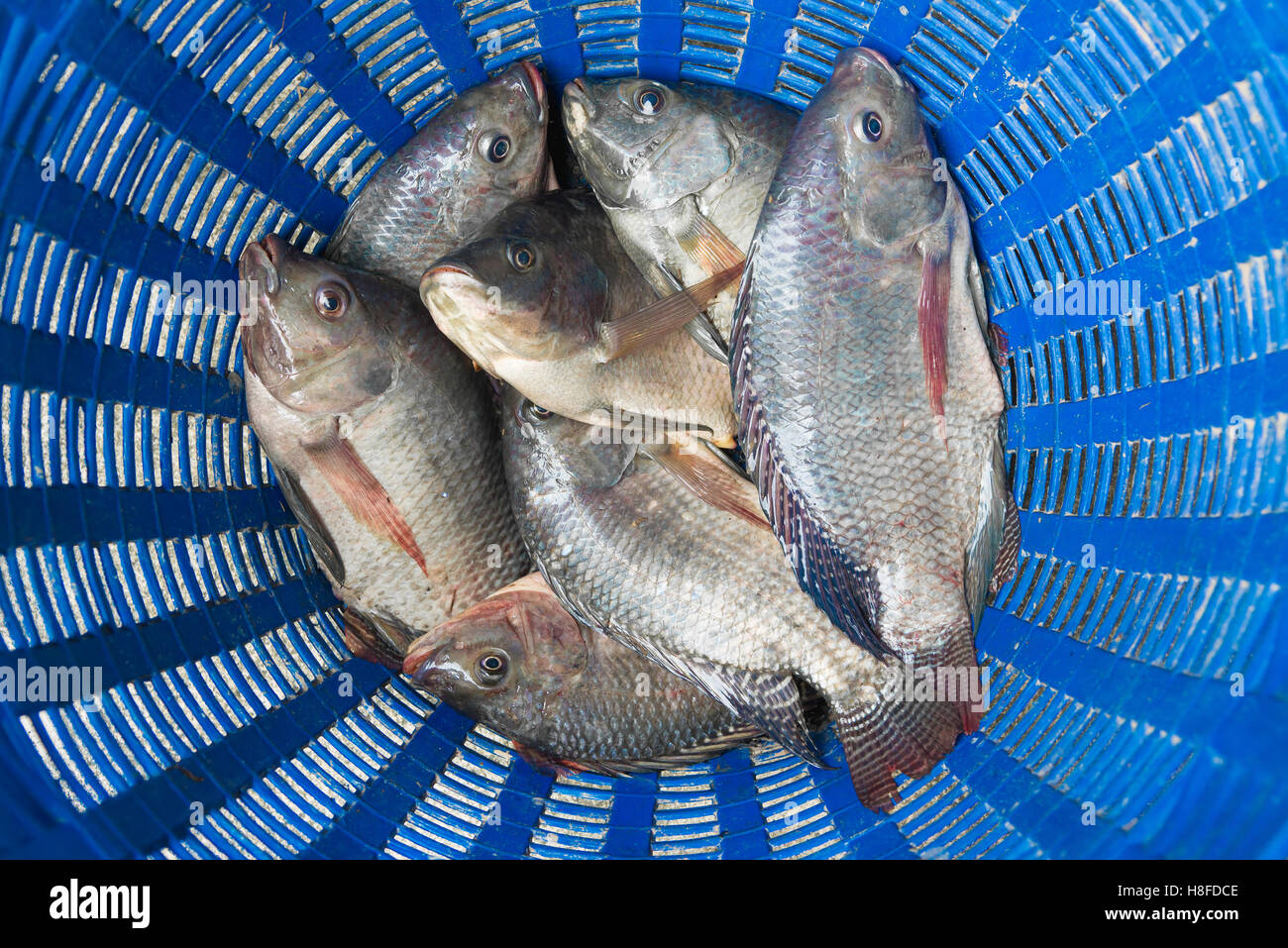 Tilapia und Nil Tilapia (bekannt als Mango Fisch, Nilotica) in blauem ...