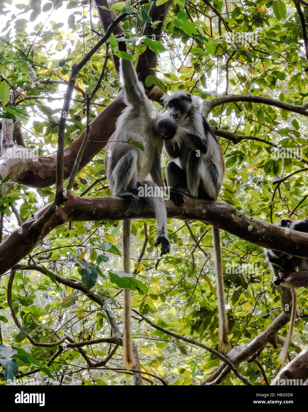 Kirks oder Sansibar roten Colobus-Affen auf die Insel Sansibar in ...