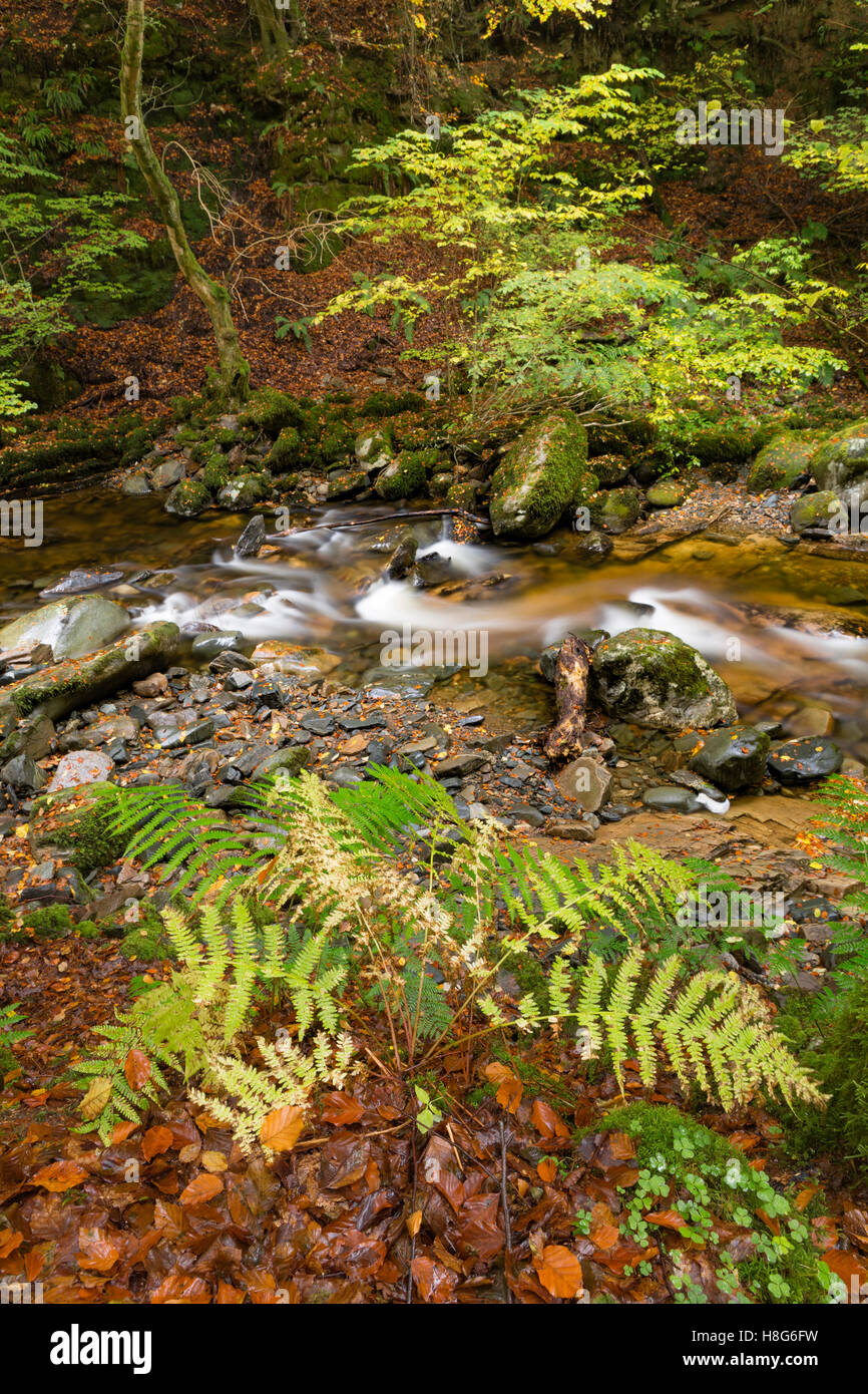 Ein Farn in The Birks Aberfeldy entlang der Moness Burn in Perthshire ...