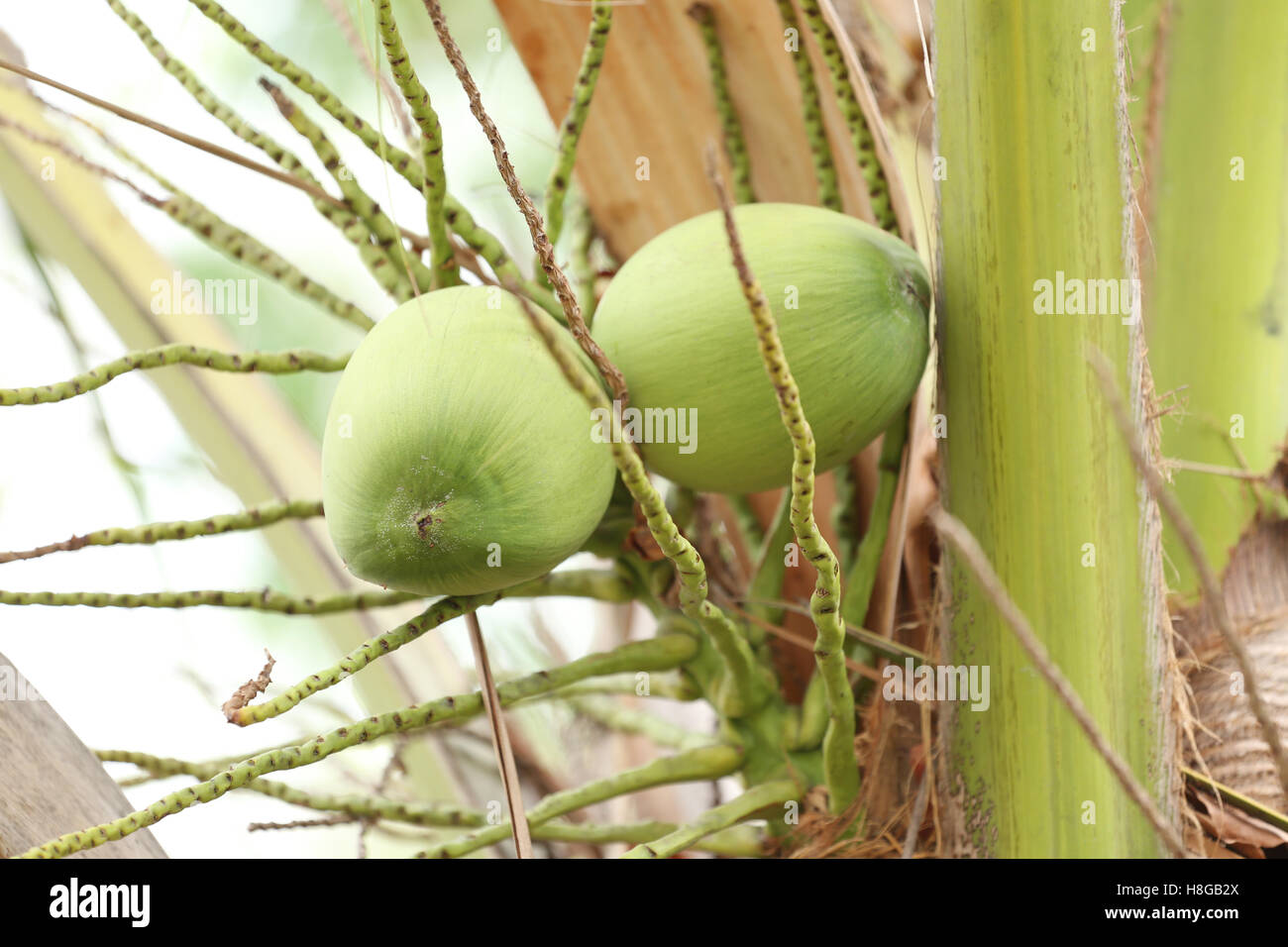 Kokos-Frucht auf Kokosnuss Baum im Garten Thailand, diese Pflanze von ...
