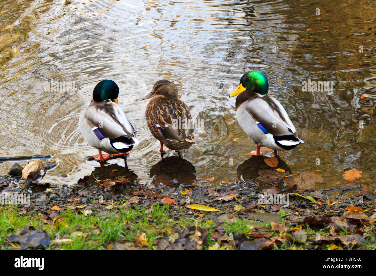 Drei enten -Fotos und -Bildmaterial in hoher Auflösung – Alamy