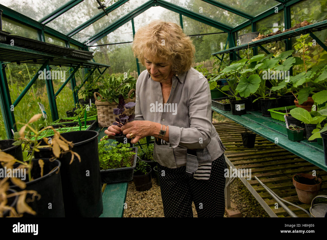 ehemalige TV-Moderatorin Judith Hann Kraut Garten Fyfield ...