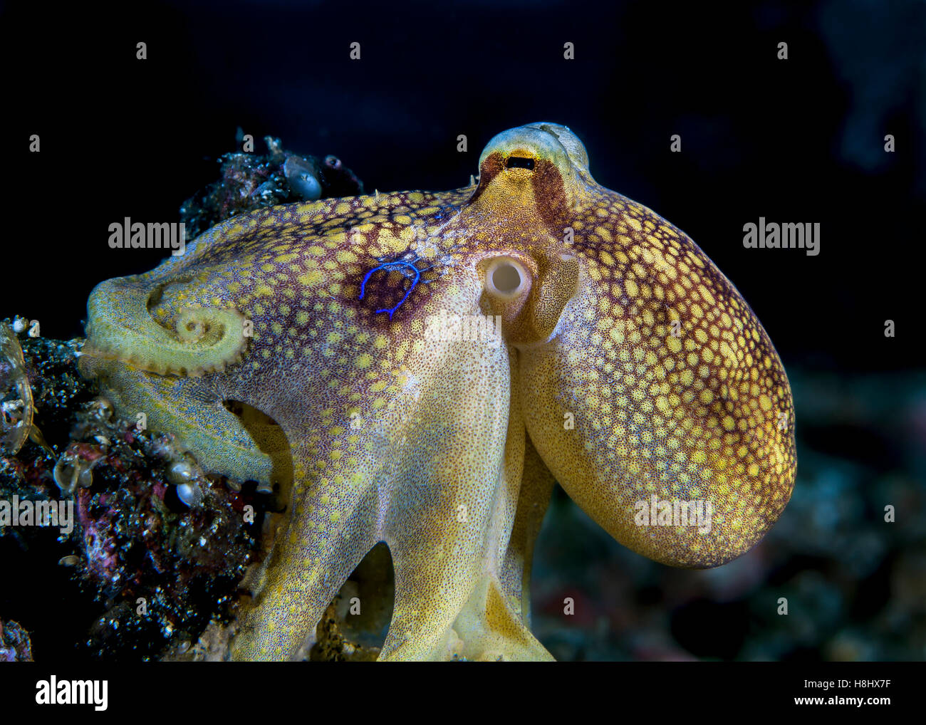 Mototi octopus -Fotos und -Bildmaterial in hoher Auflösung – Alamy