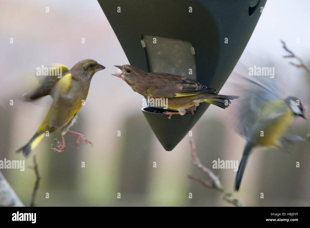 Die finken -Fotos und -Bildmaterial in hoher Auflösung – Alamy