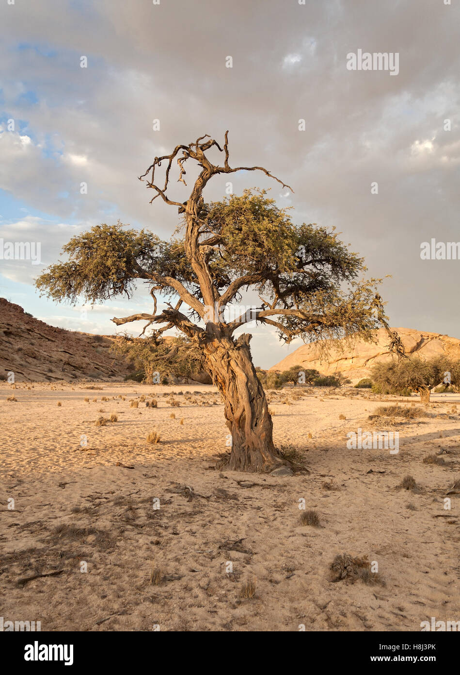 Baum im Flussbett der ein Nebenfluss des Swakop River, Namibia ...