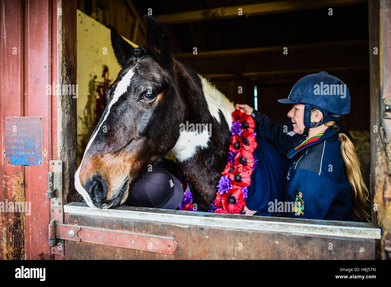 Sergeant major rocky -Fotos und -Bildmaterial in hoher Auflösung – Alamy