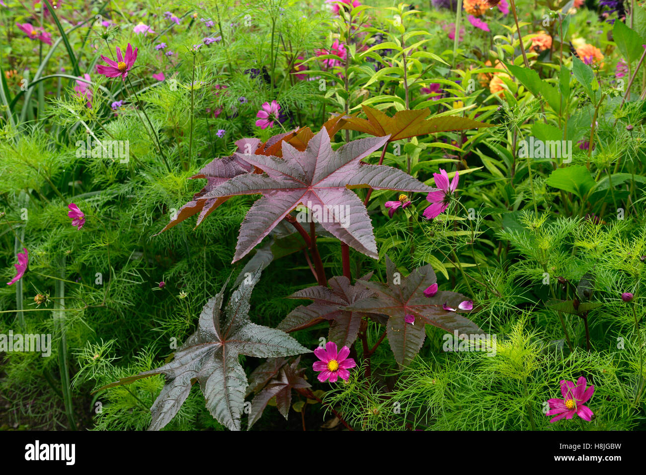 Rizinusbaum oder rizinus ricinus communis -Fotos und -Bildmaterial in ...