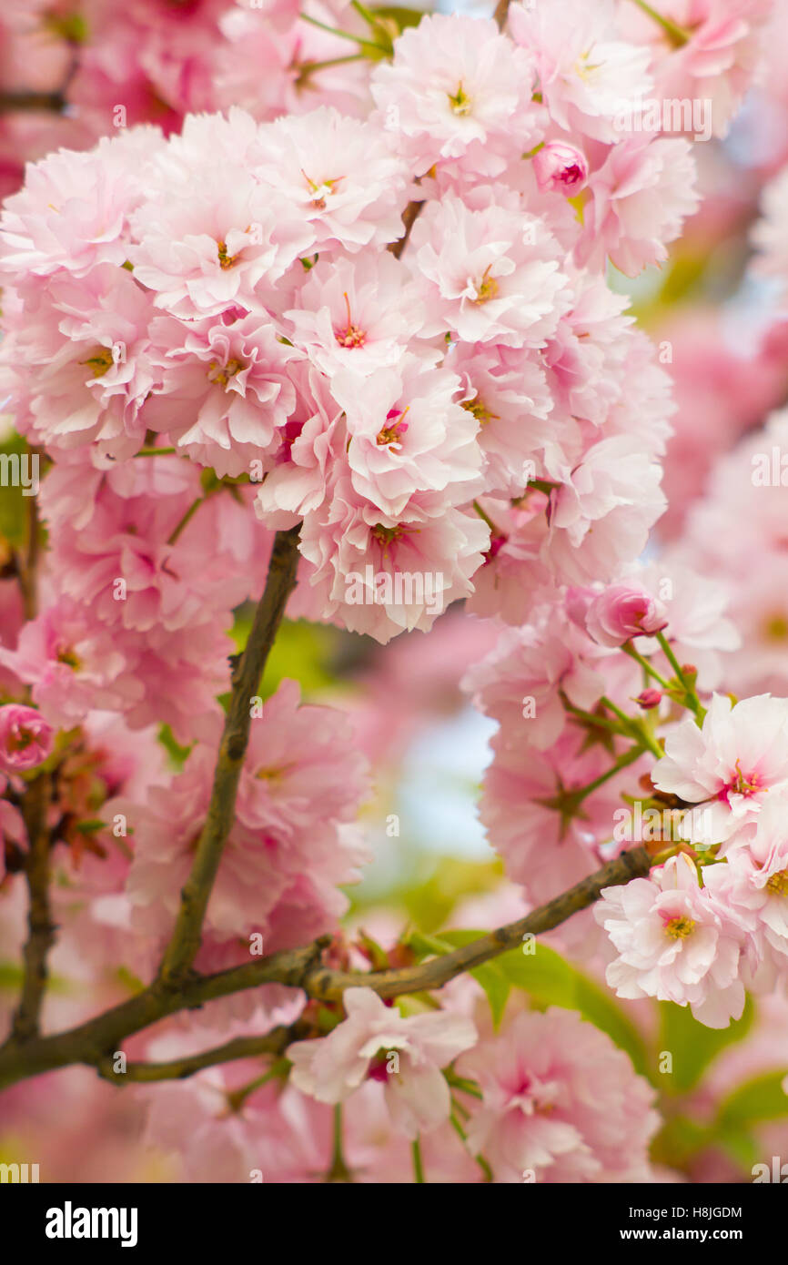 Japanische kirschbaumblume -Fotos und -Bildmaterial in hoher Auflösung ...