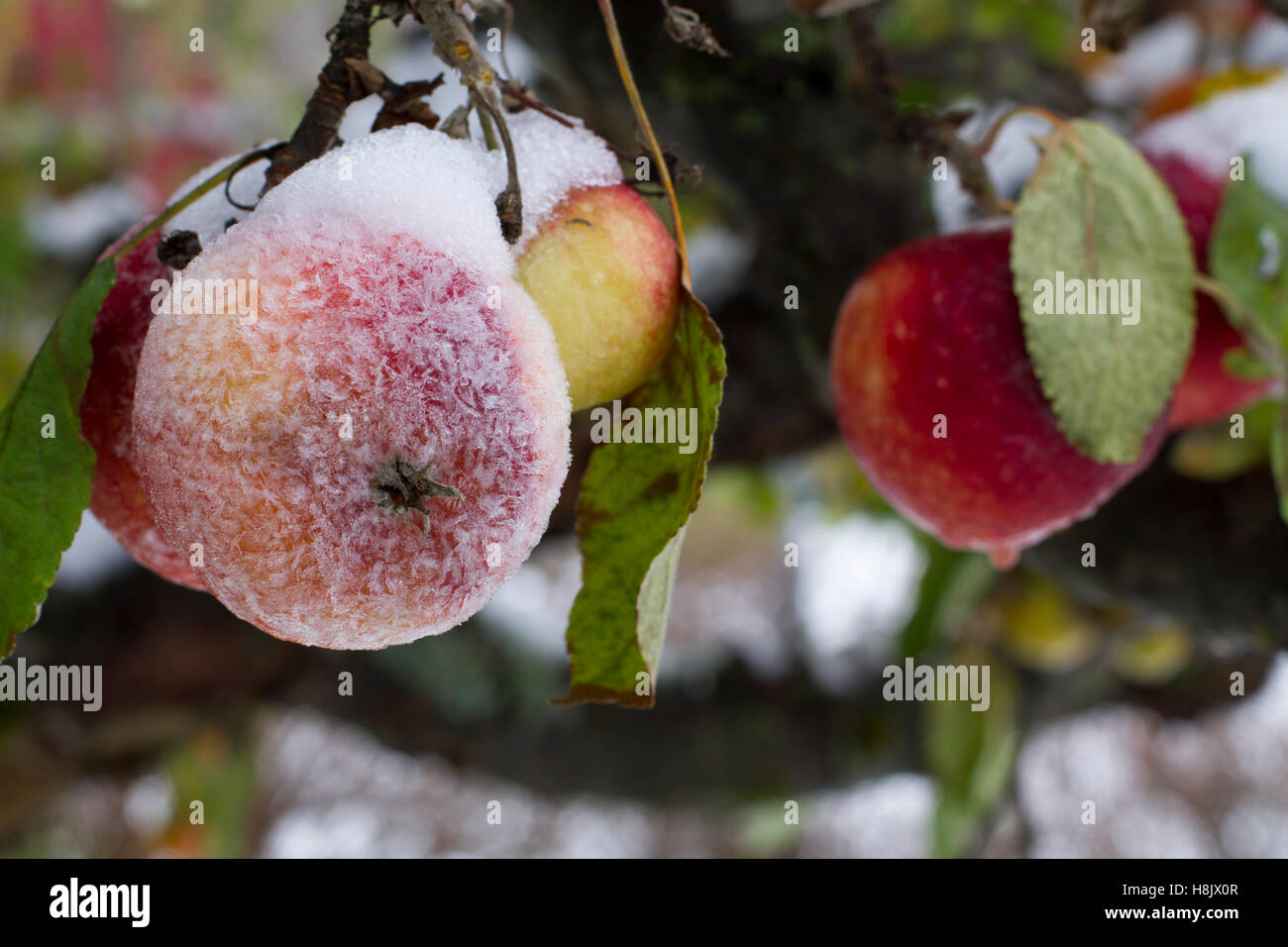 Apfel frost -Fotos und -Bildmaterial in hoher Auflösung – Alamy