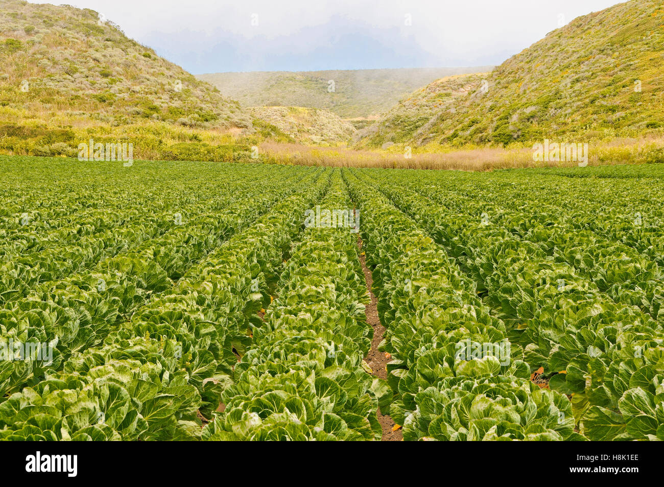 Rosenkohl pflanzen wachsen -Fotos und -Bildmaterial in hoher Auflösung ...