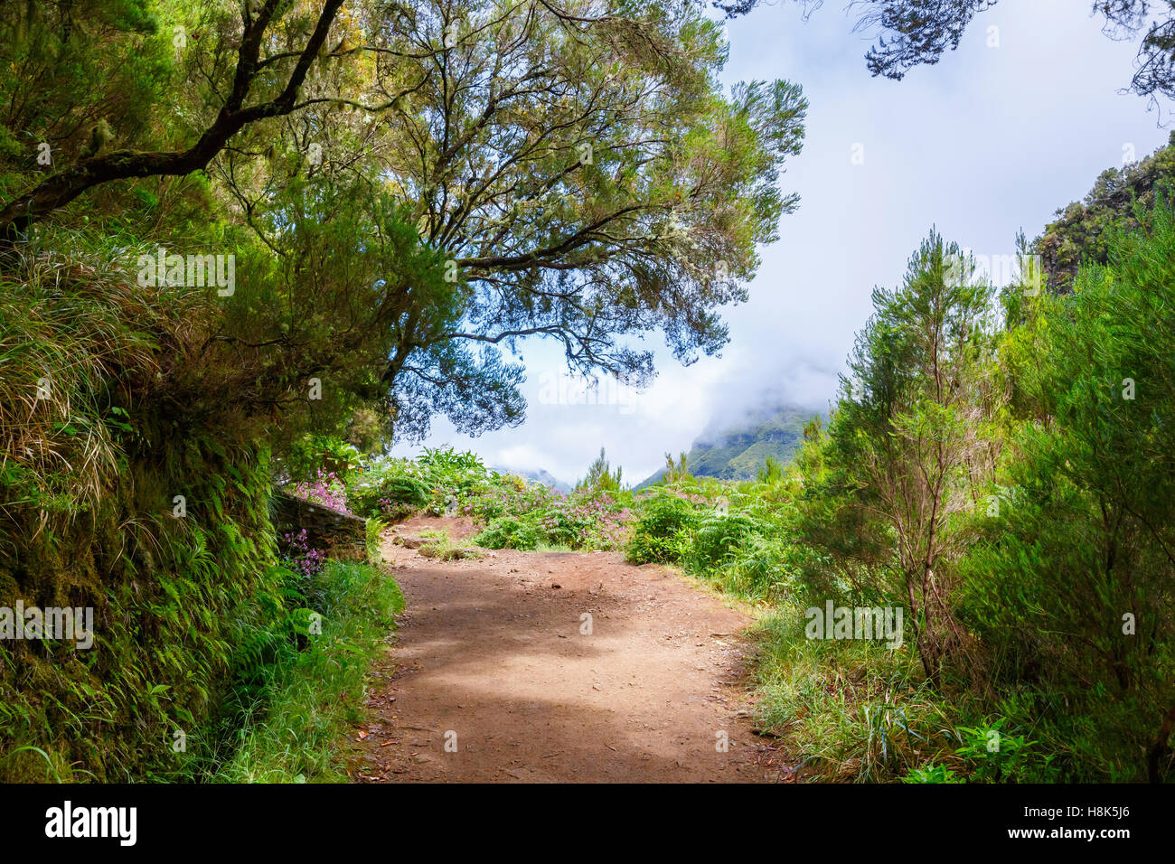 Lorbeerwald und Bewässerung-Kanal. Lewada Das 25 Fontes und Lewada ...