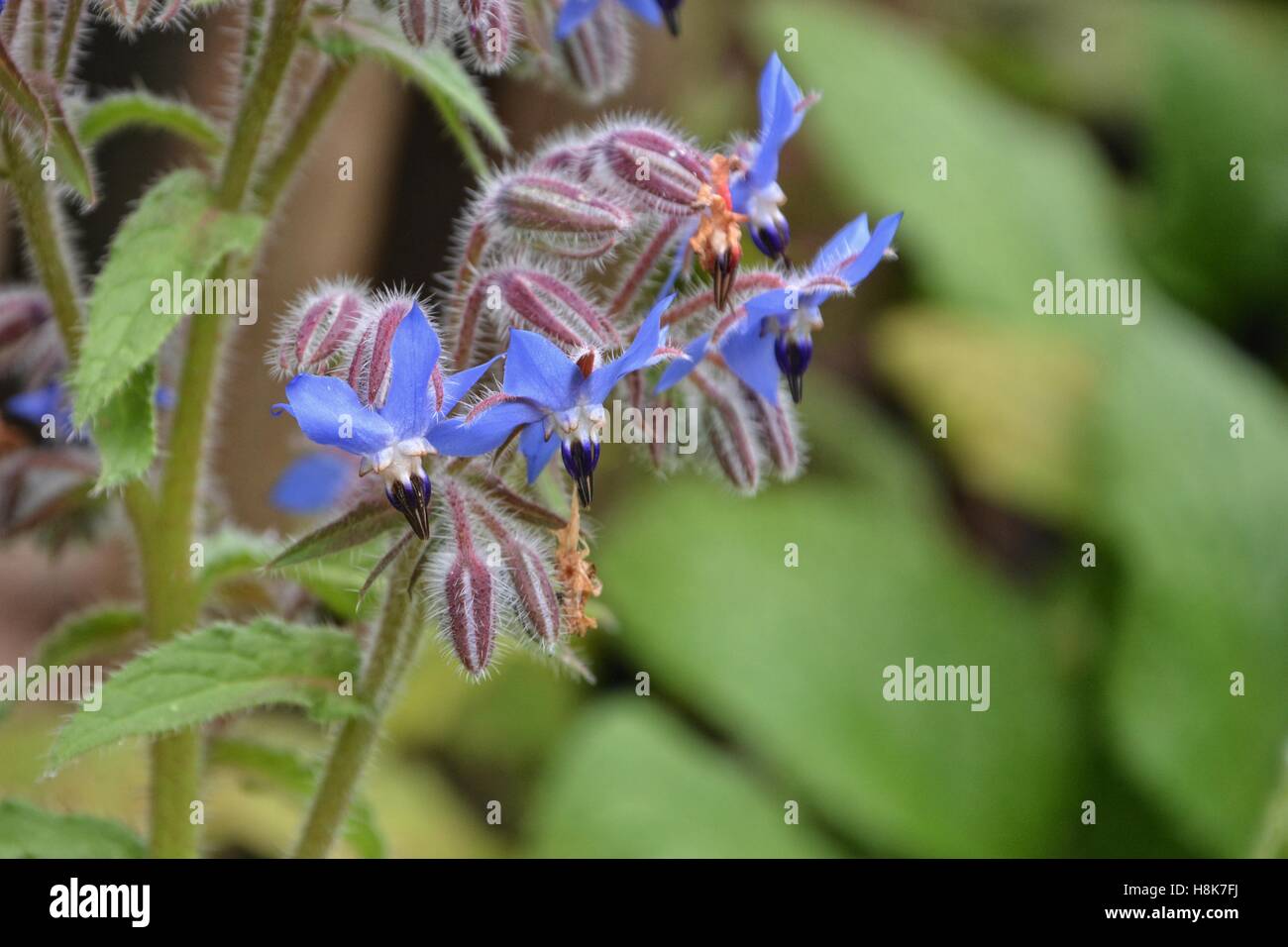 Borretsch blumendetail -Fotos und -Bildmaterial in hoher Auflösung – Alamy