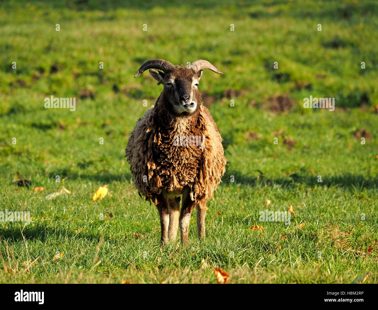 Hebridean seltene rasse -Fotos und -Bildmaterial in hoher Auflösung – Alamy