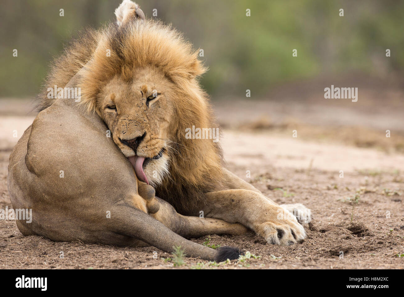 Männlicher Löwe (Panthera Leo), leckte seine Kugeln Stockfotografie - Alamy