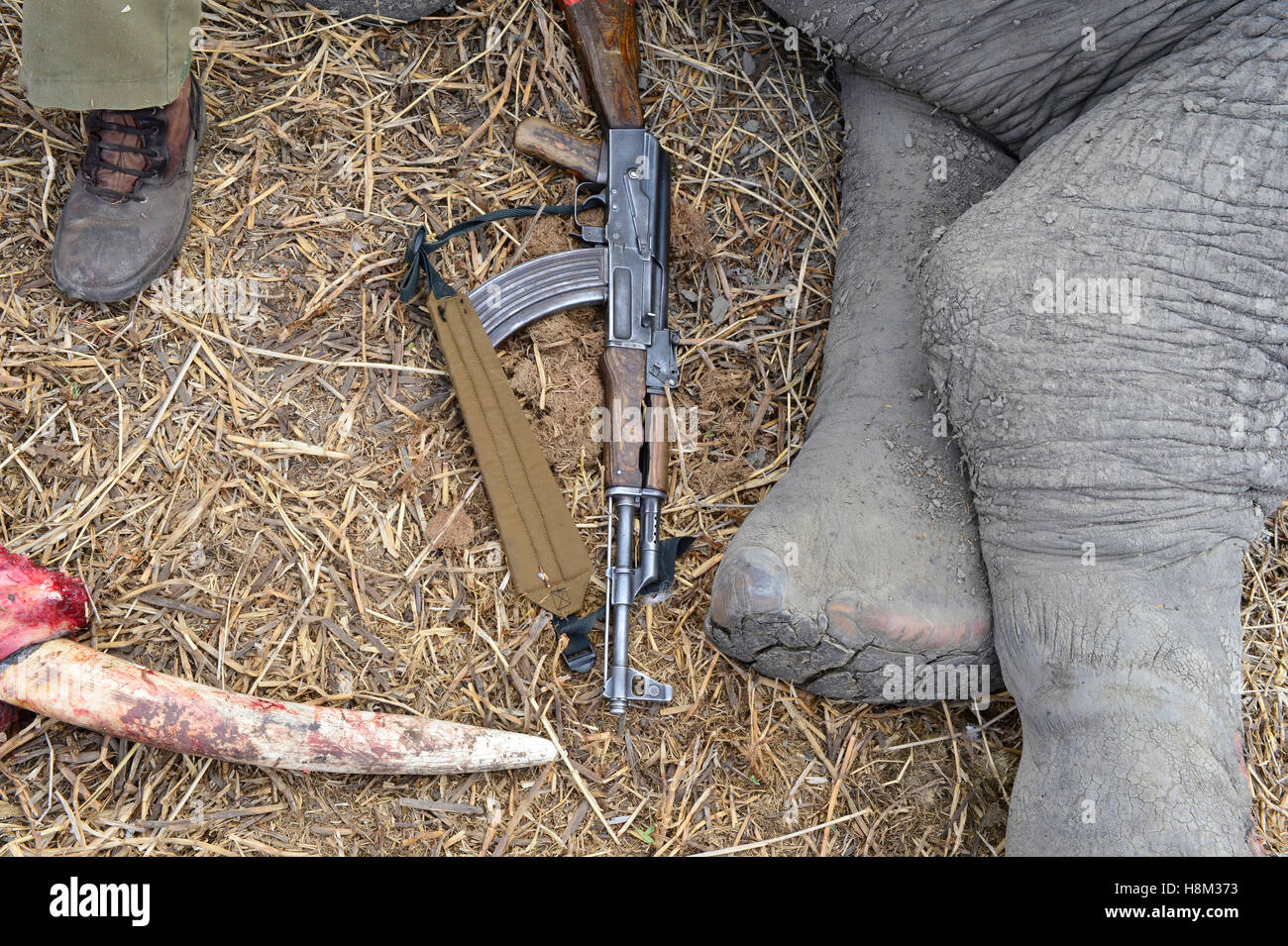 Stillleben mit den Beinen eines Toten Elefanten entfernt ein Gewehr ...