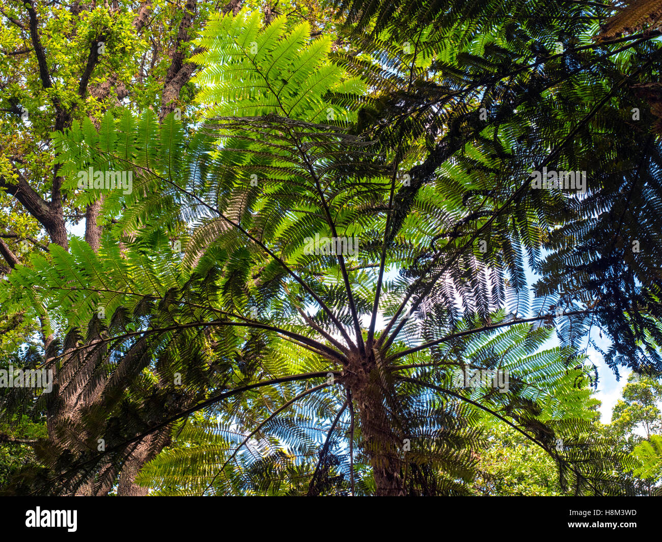 Farn-Baum in der Monte Palace Tropical Garden, Funchal, Madeira ...