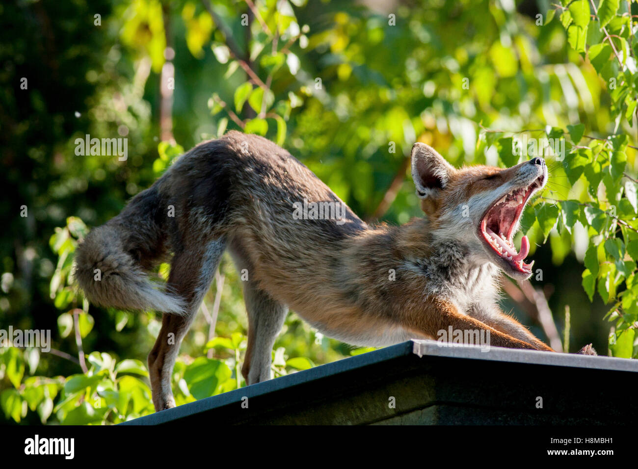 Dach und fuchs -Fotos und -Bildmaterial in hoher Auflösung – Alamy