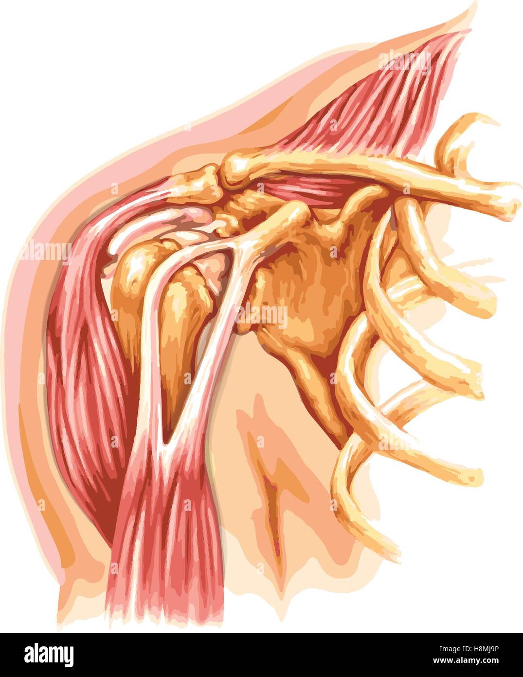 Schultermuskulatur anatomie Stock-Vektorgrafiken kaufen - Alamy