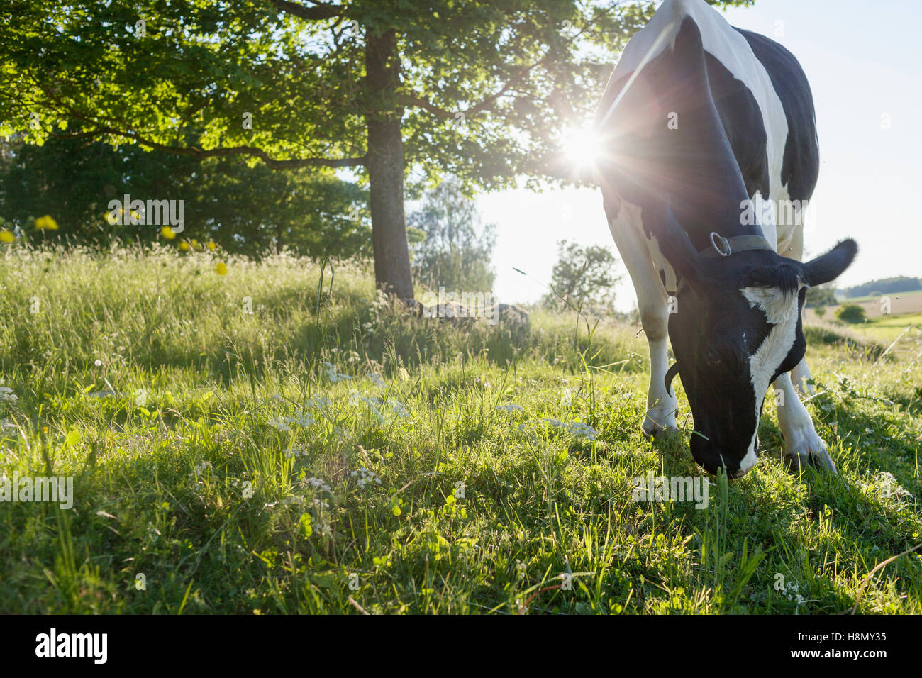 Kuh (Bos Taurus) grasen auf der Wiese Stockfotografie - Alamy