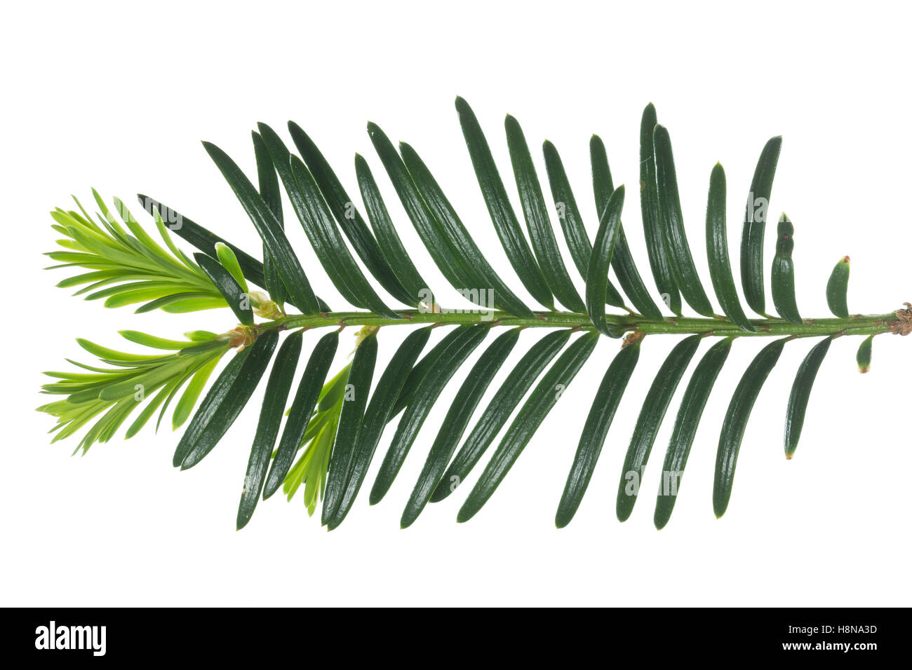 Europäische Eibe, Eibenbaum, Taxus Baccata, Europäische Eibe ...
