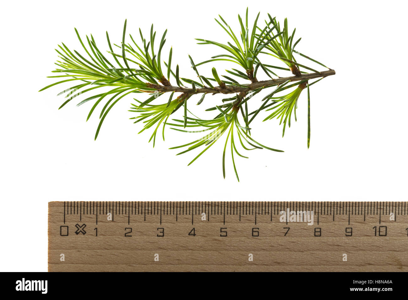 Libanon-Zeder, Libanonzeder, Libanesische Zeder, Cedrus Libani, Cedrus ...