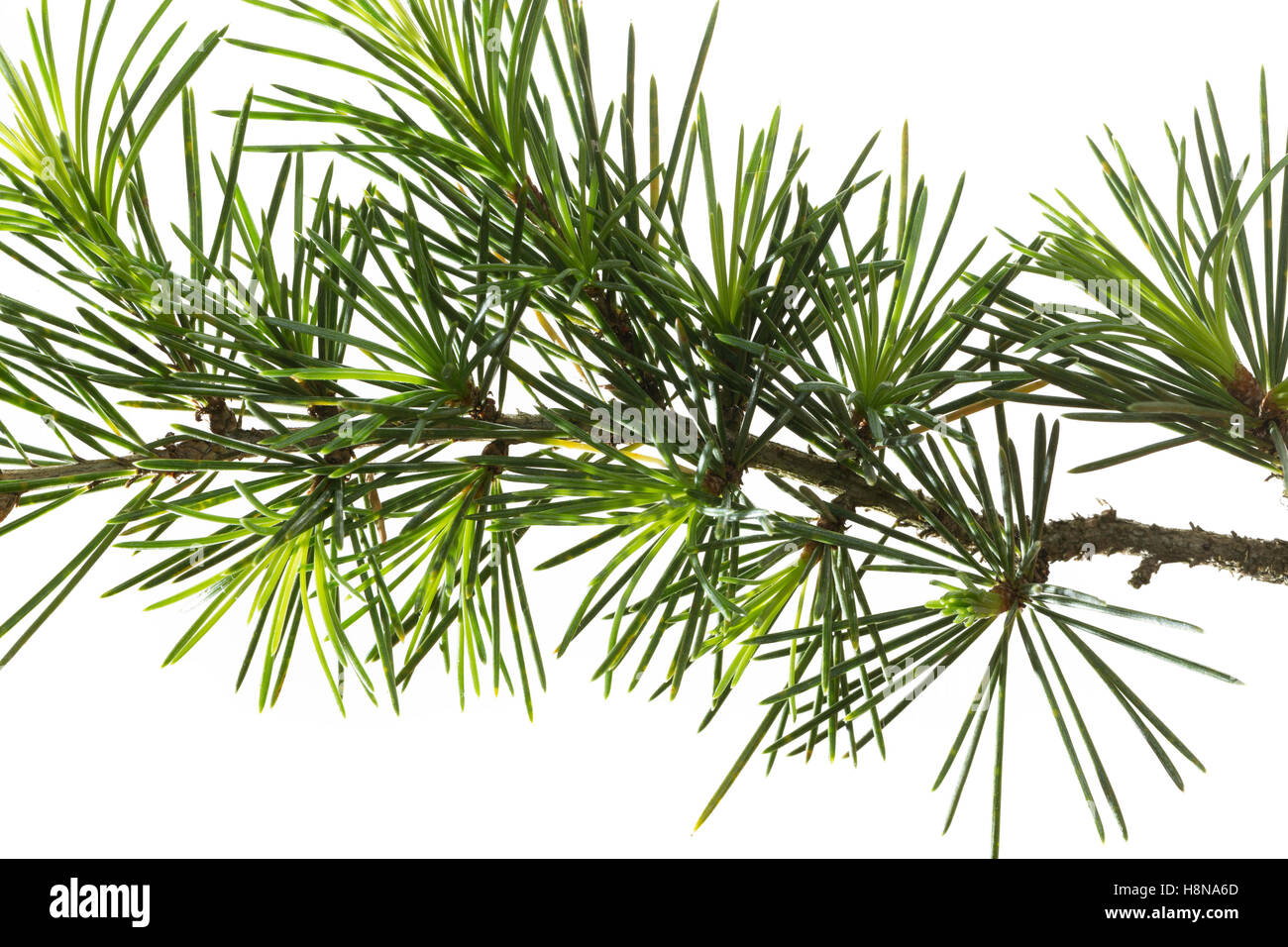 Libanon-Zeder, Libanonzeder, Libanesische Zeder, Cedrus Libani, Cedrus ...