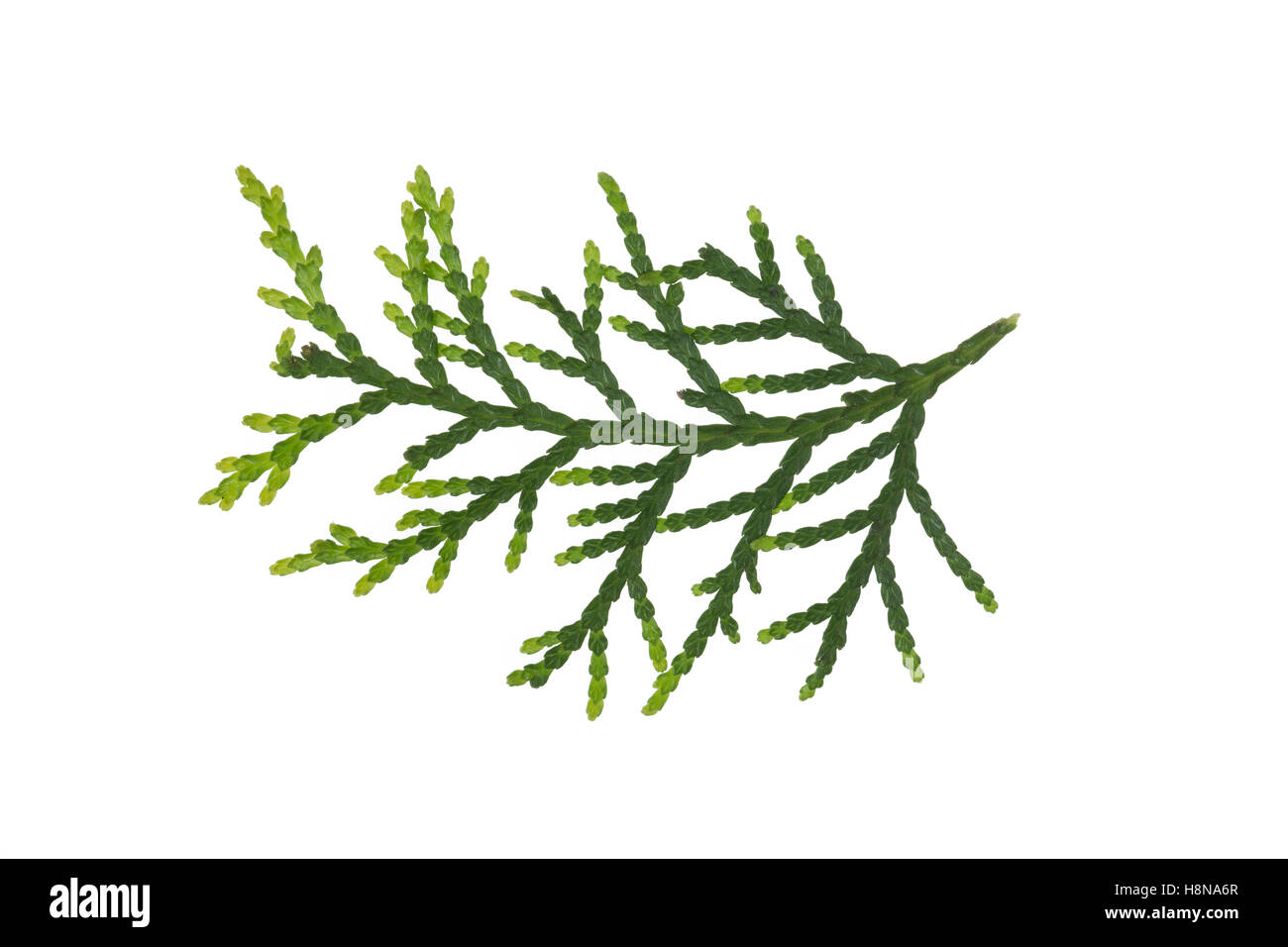 Morgenländischer Lebensbaum, Platycladus Orientalis, Biota Orientalis ...