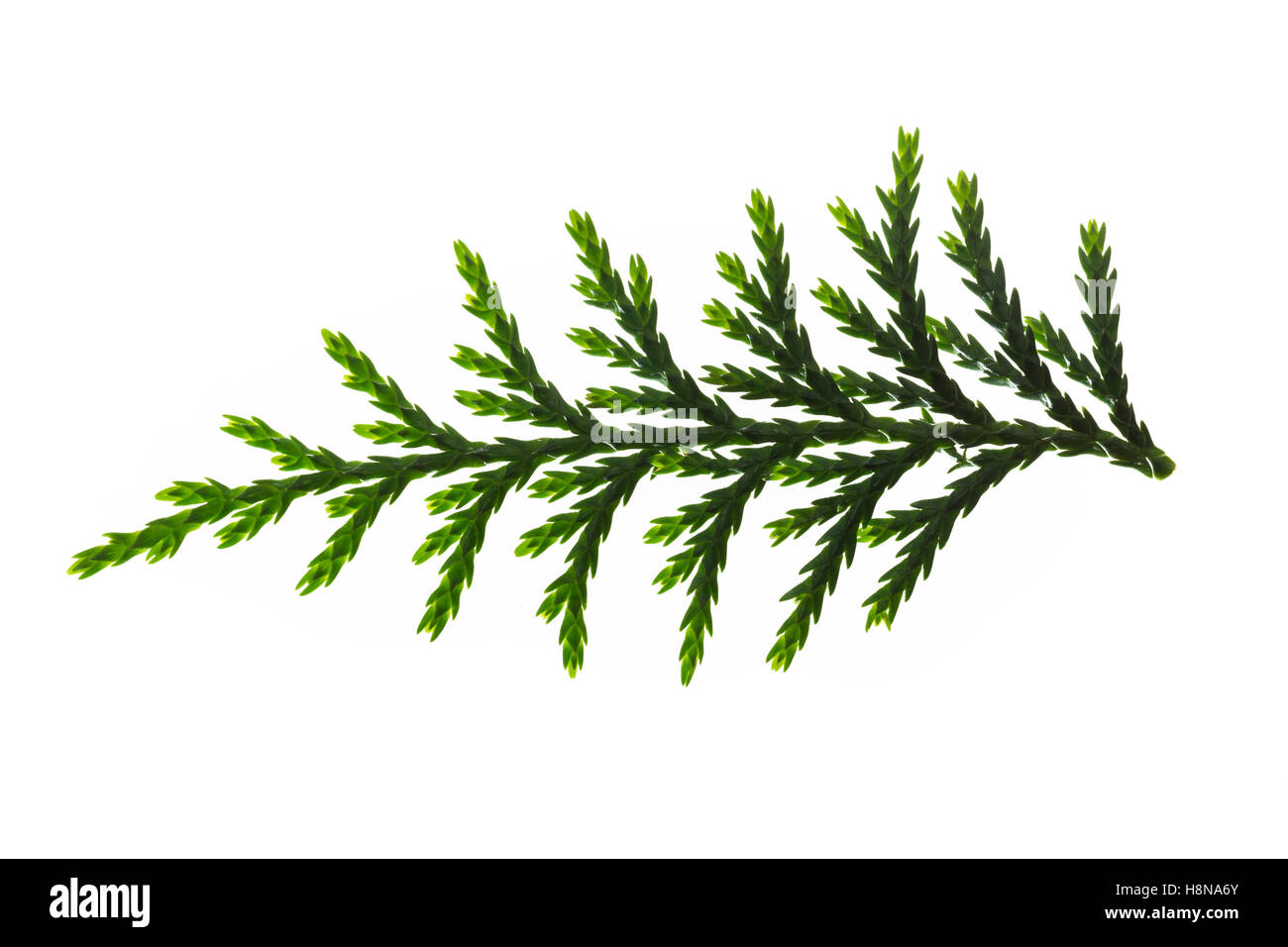 Alaska gelbe zeder Ausgeschnittene Stockfotos und -bilder - Alamy